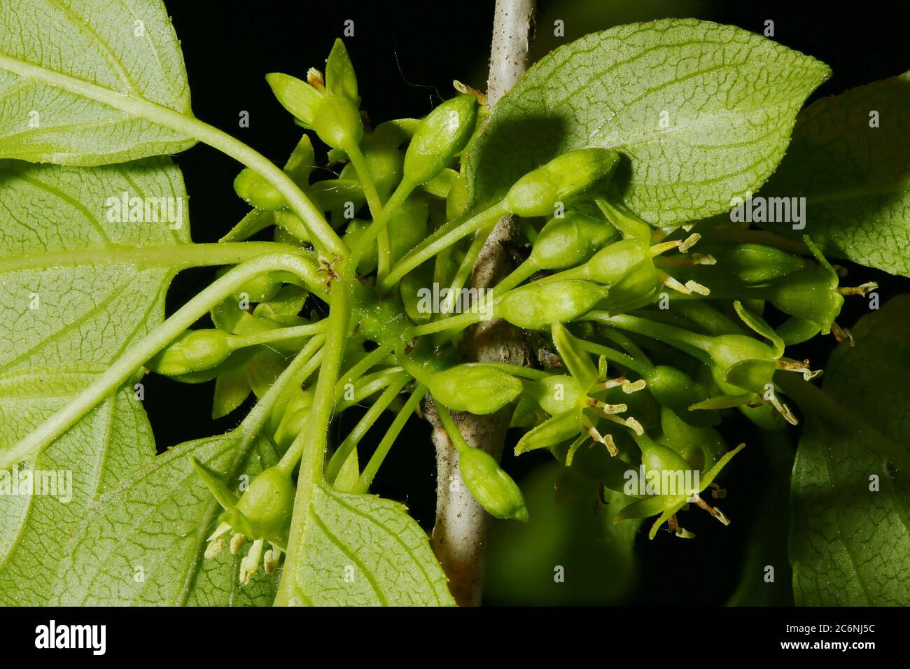 Rhamnus cathartica hi-res stock photography and images - Alamy