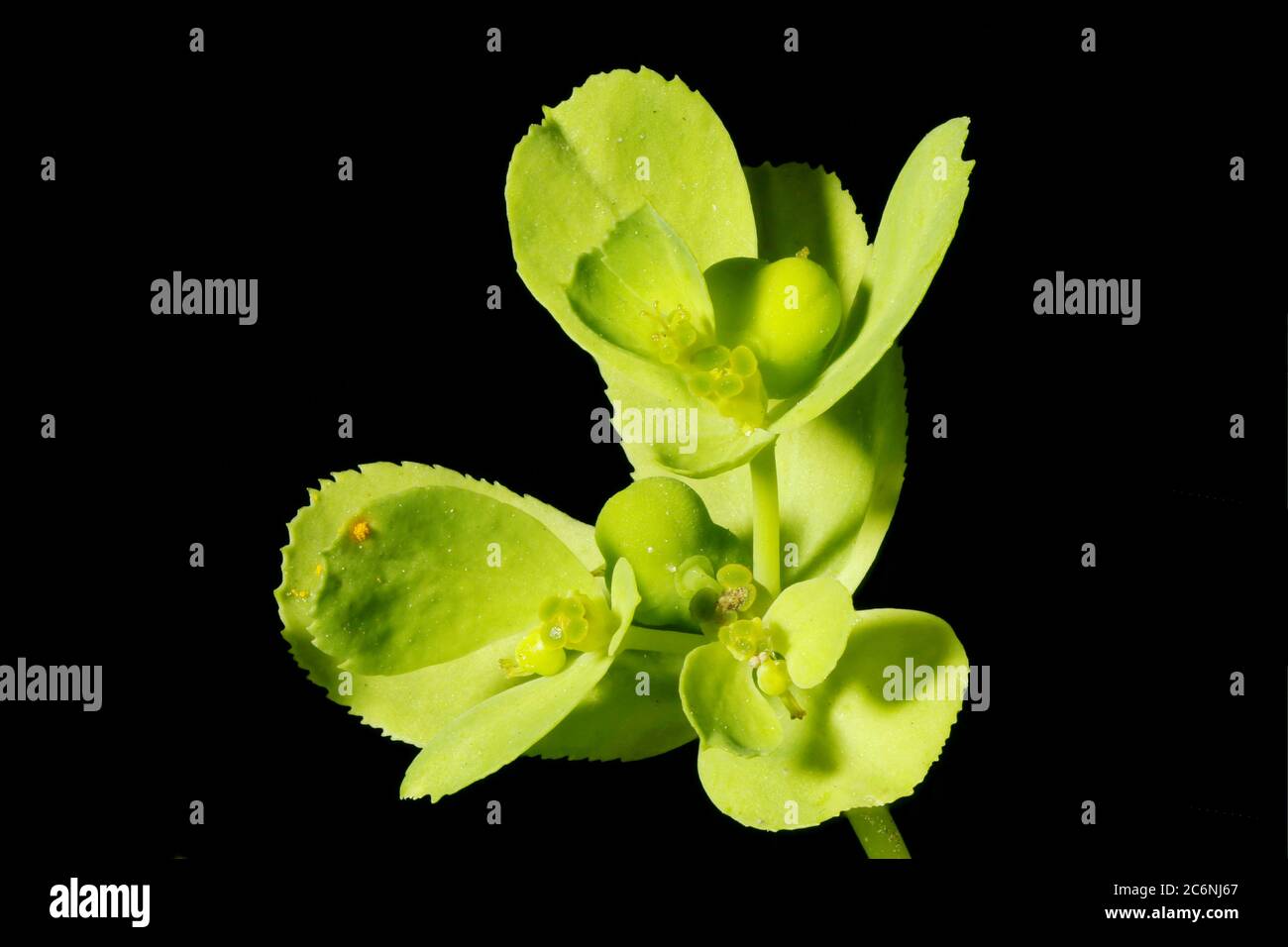 Cyathium inflorescence hi-res stock photography and images - Alamy