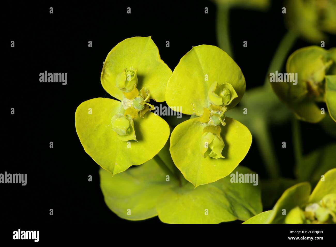 Cyathium inflorescence hi-res stock photography and images - Alamy