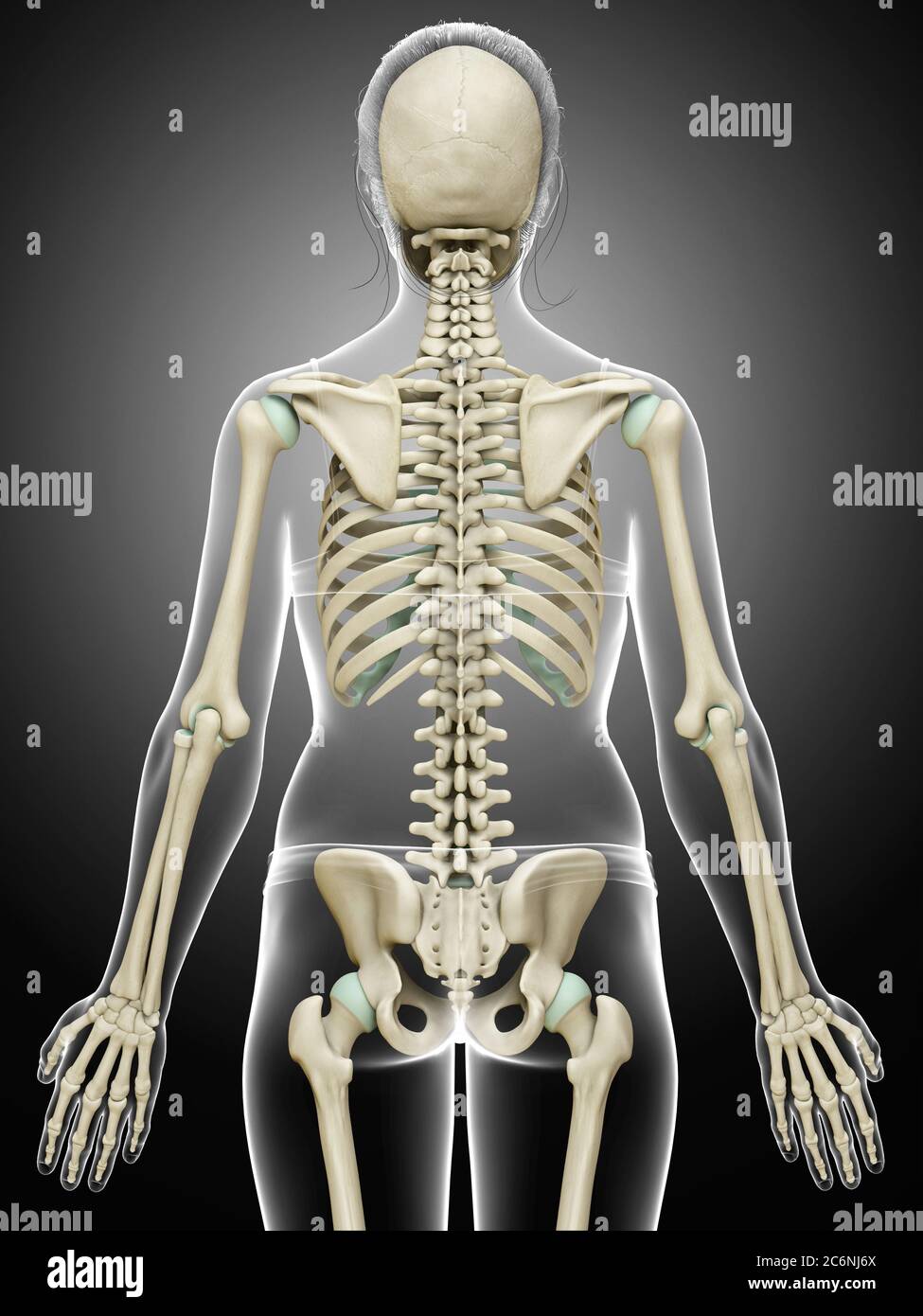 3d rendered, medically accurate illustration of a female skeleton ...