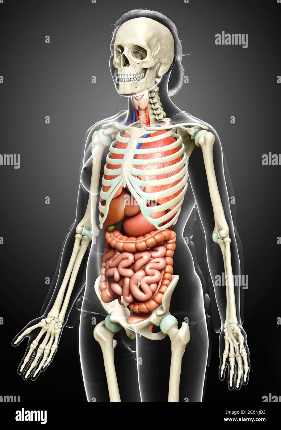 3d rendered medically accurate illustration of female Internal organs ...