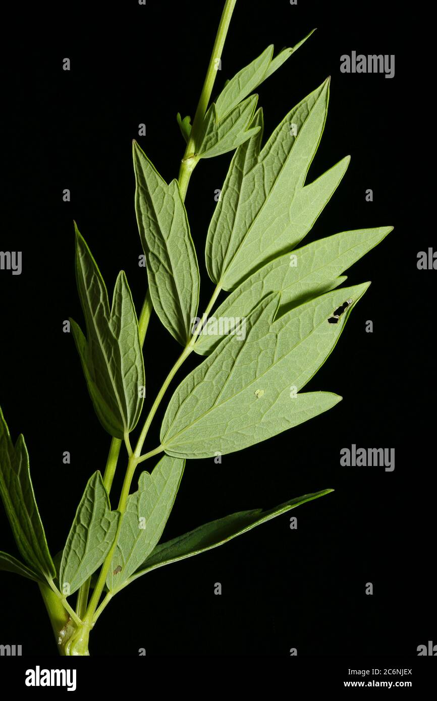 Common Rue Plants High Resolution Stock Photography and Images - Alamy