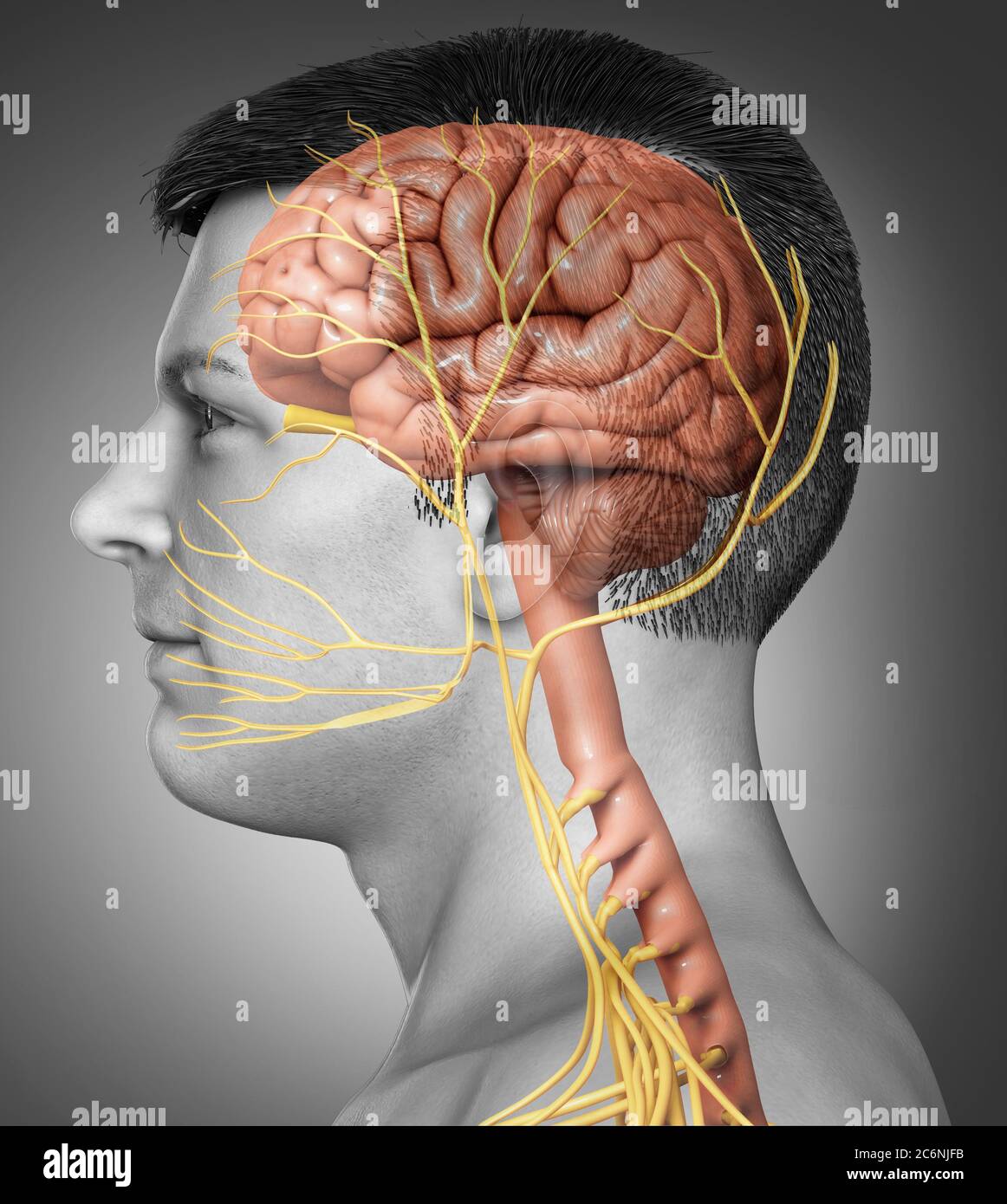 3d rendered medically accurate illustration of a male brain anatomy ...