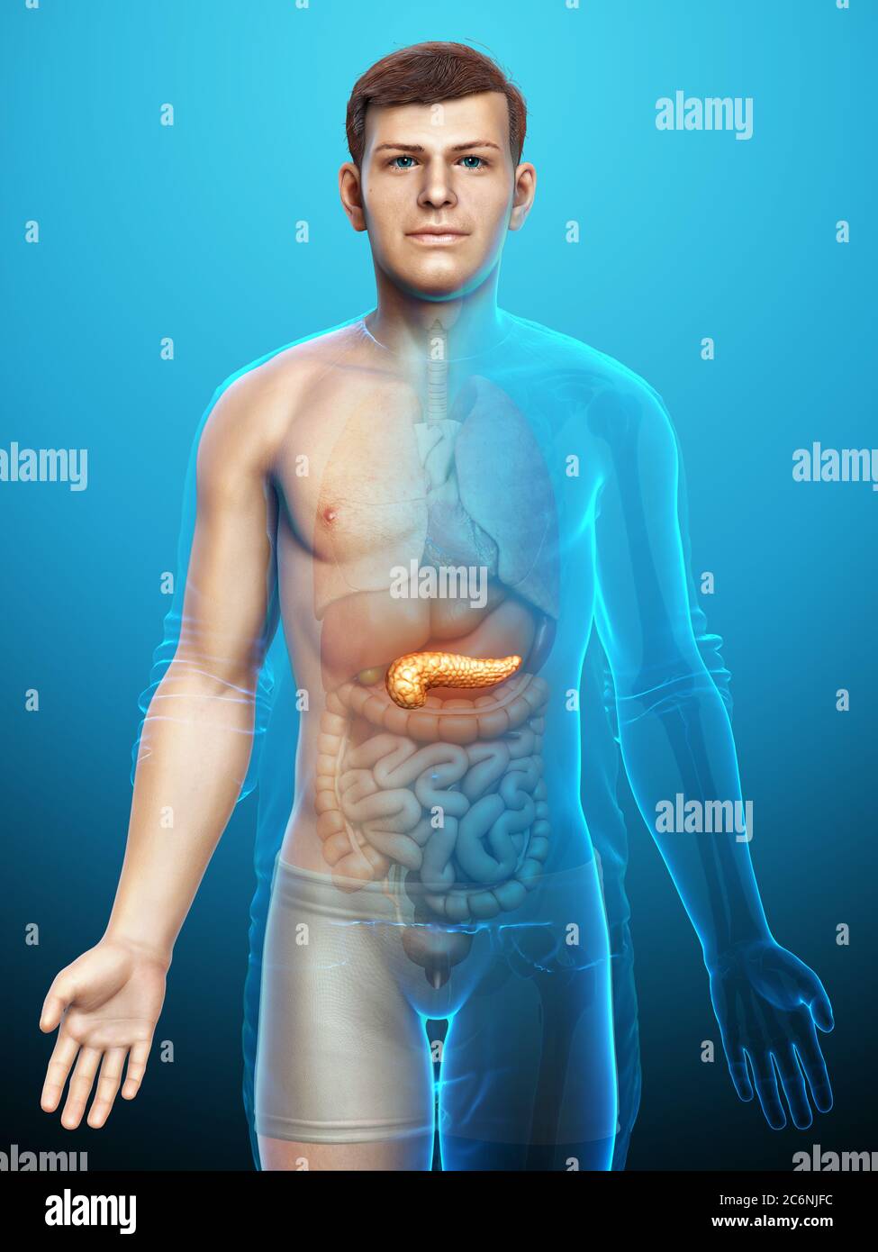 3d rendered, medically accurate illustration of a male pancreas Stock ...