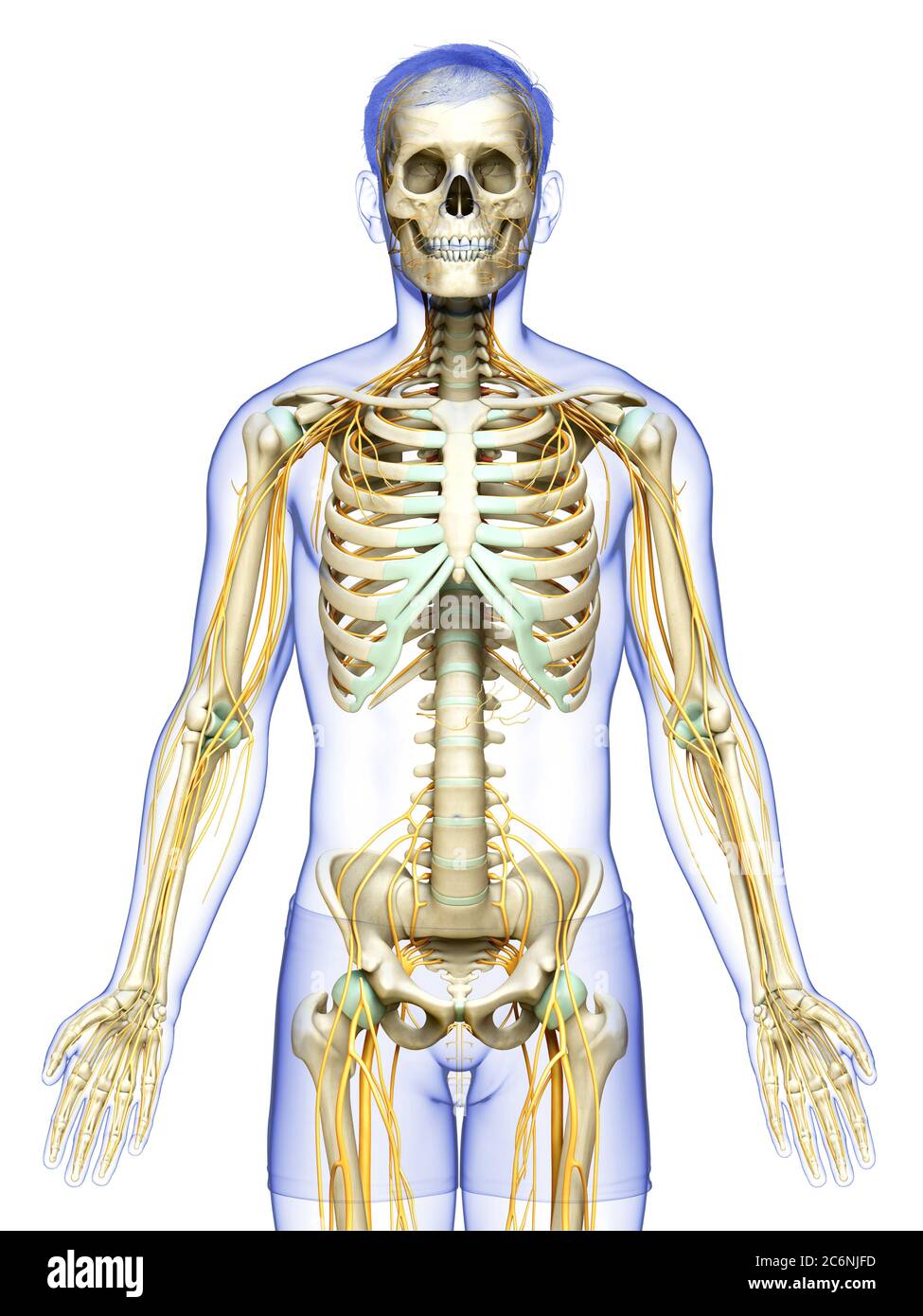 3d rendered medically accurate illustration of the nervous system and ...