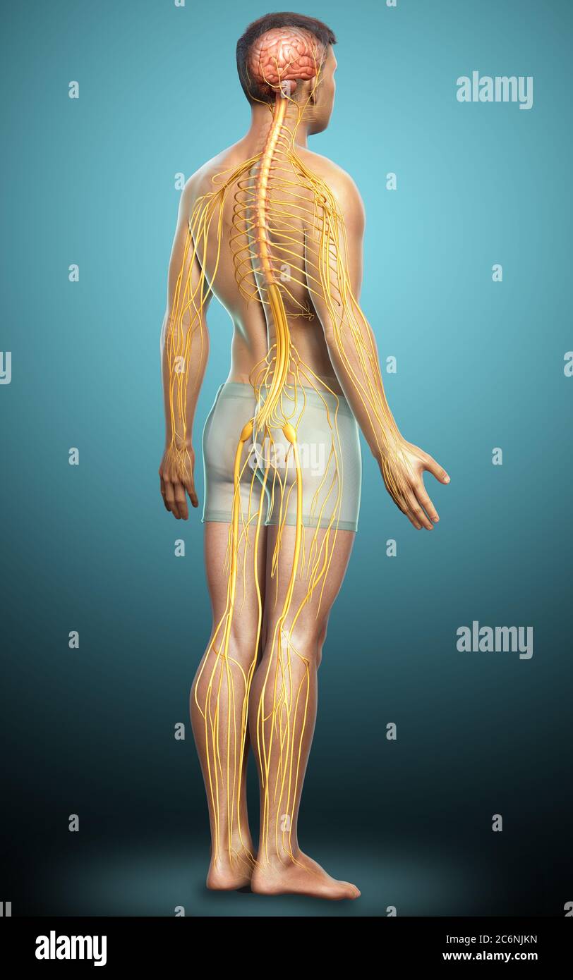 3d rendered medically accurate illustration of a male nervous system Stock Photo - Alamy