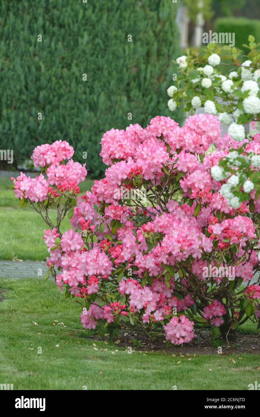 Yakushima-Rhododendron Rhododendron Anuschka, Yakushima Rhododendron ...