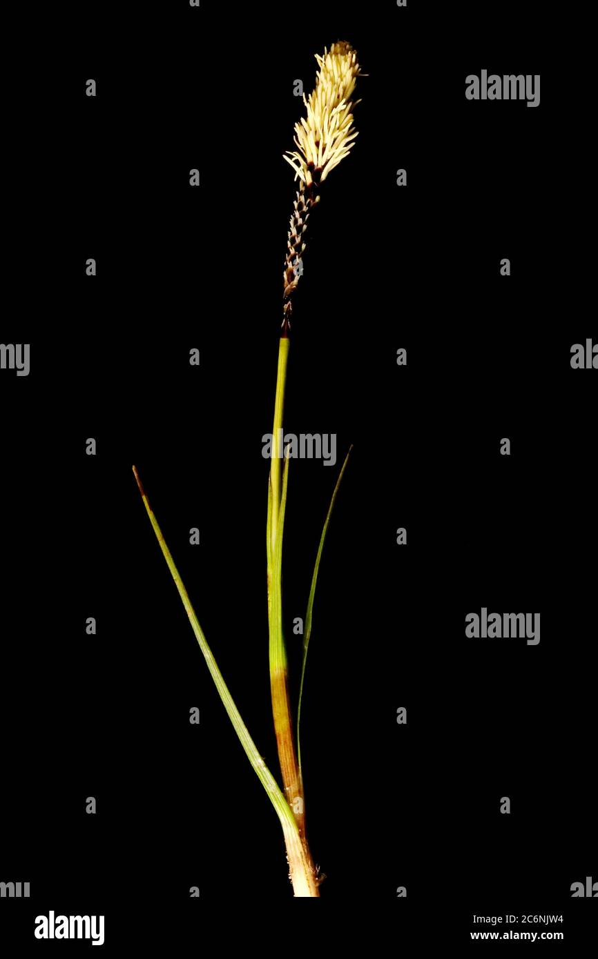 Spring sedge hi-res stock photography and images - Alamy
