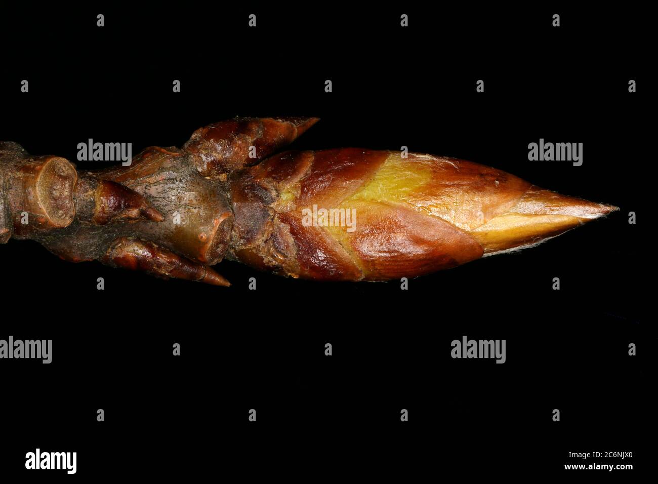 Populus tremula bud hi-res stock photography and images - Alamy