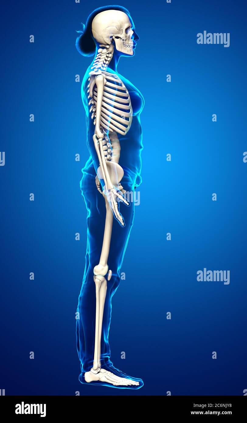 3d rendered, medically accurate illustration of a female skeleton ...