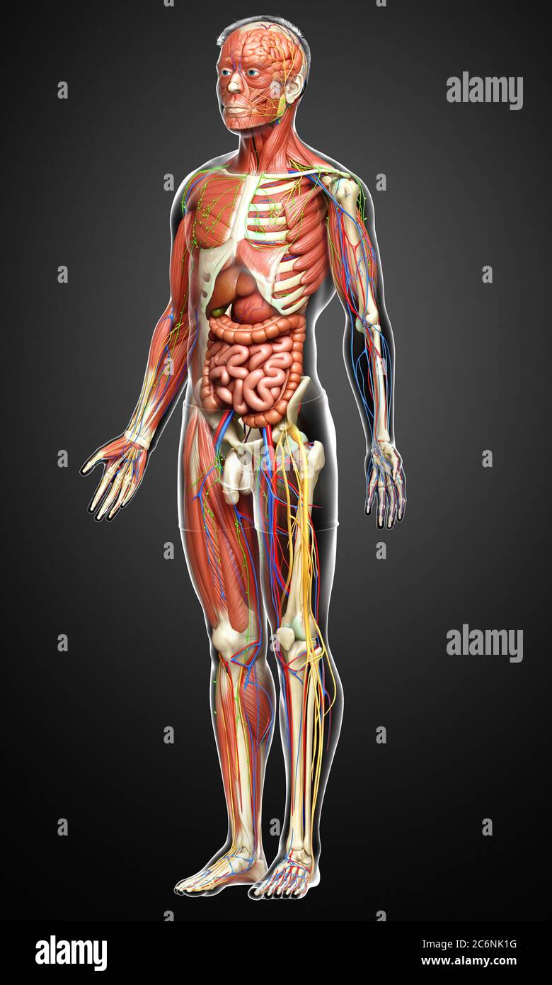 3d rendered medically accurate of the male anatomy Stock Photo - Alamy