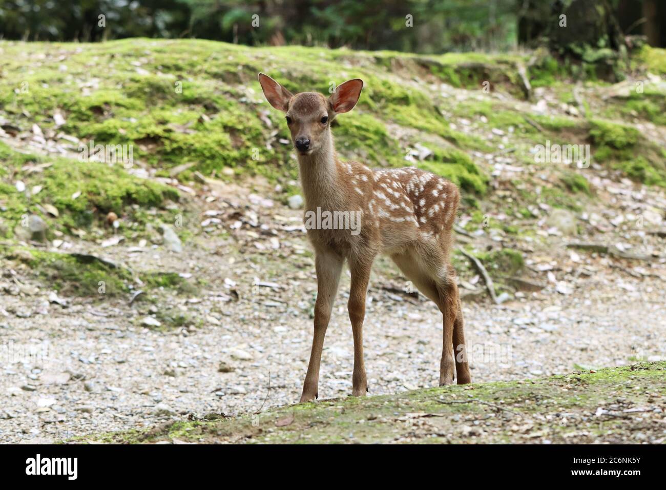 Fawn standing by a path Stock Photo - Alamy