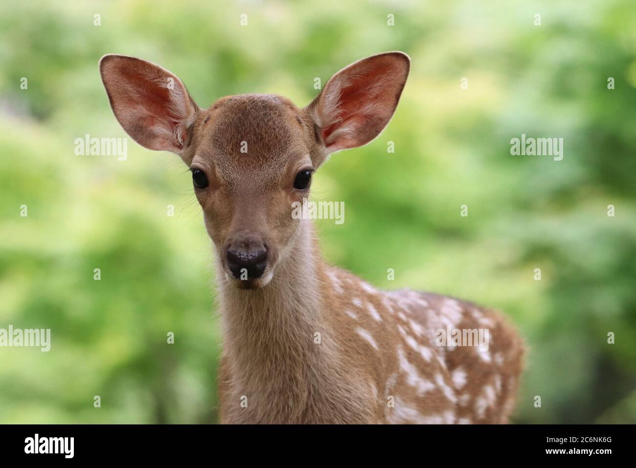 Young fawn portrait Stock Photo - Alamy