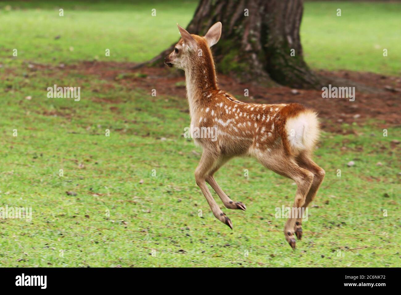 Very young fawn jumping in the grass Stock Photo - Alamy