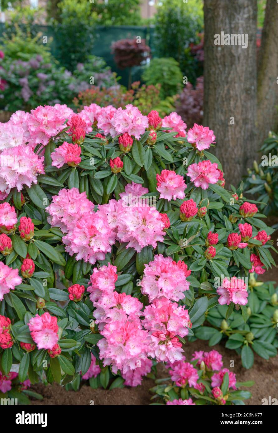 Yakushima-Rhododendron Rhododendron Arabella, Yakushima Rhododendron ...