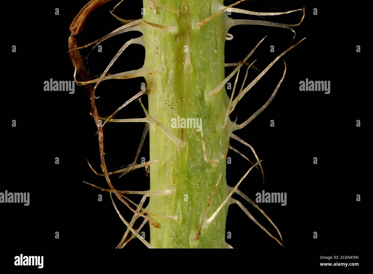 Papaver somniferum illustration hi-res stock photography and images - Alamy