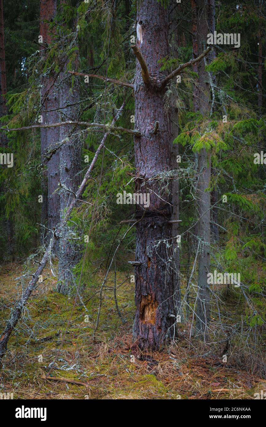 View inside of the pine forest, daytime Stock Photo - Alamy