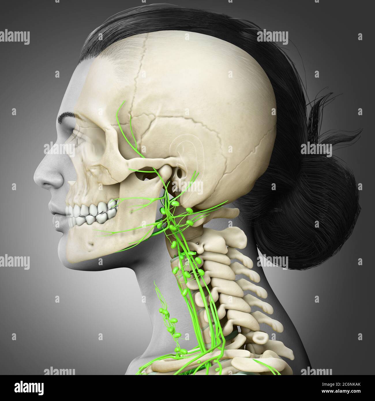 Lymphatic system face hi-res stock photography and images - Alamy