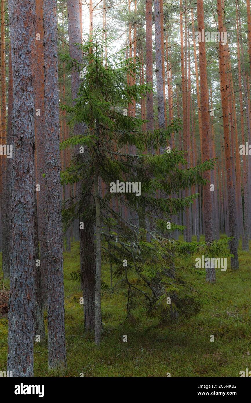 View inside of the pine forest, daytime Stock Photo - Alamy
