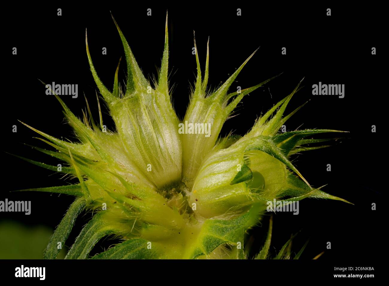 Verticillaster hi-res stock photography and images - Alamy