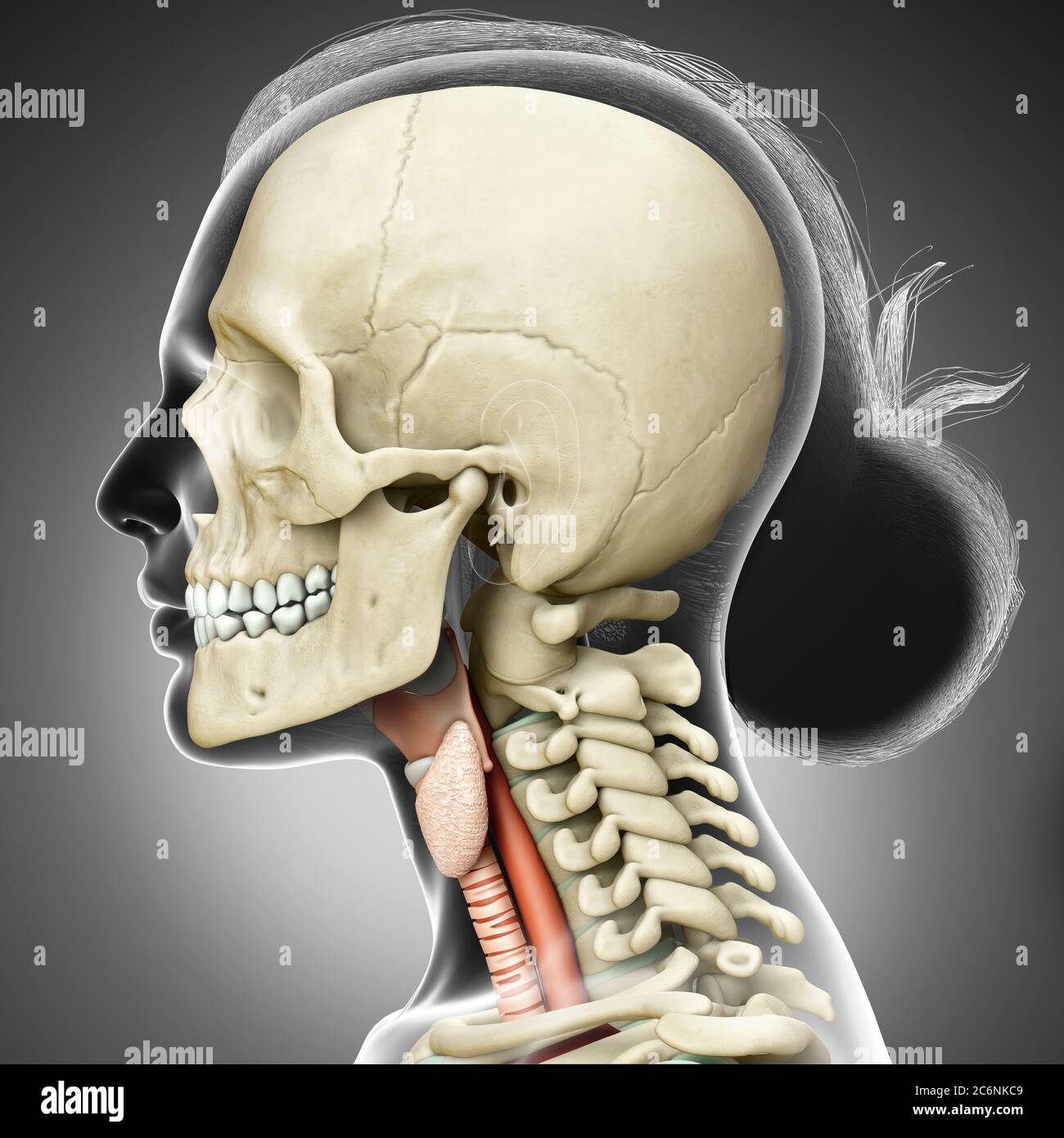 Laryngeal prominence hi-res stock photography and images - Alamy
