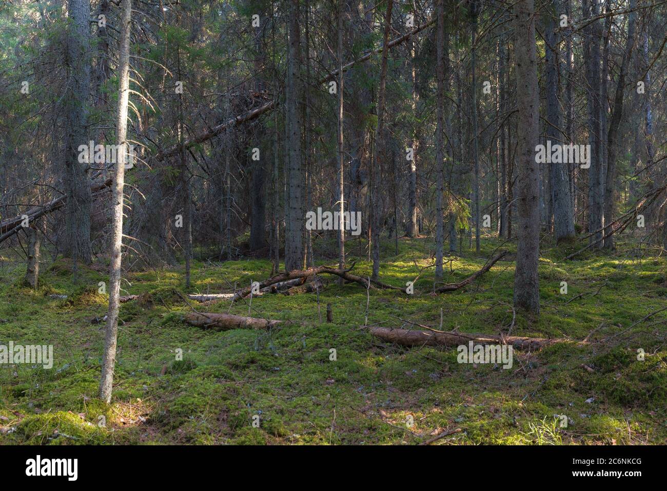 Beautiful view inside pine tree hi-res stock photography and images - Alamy