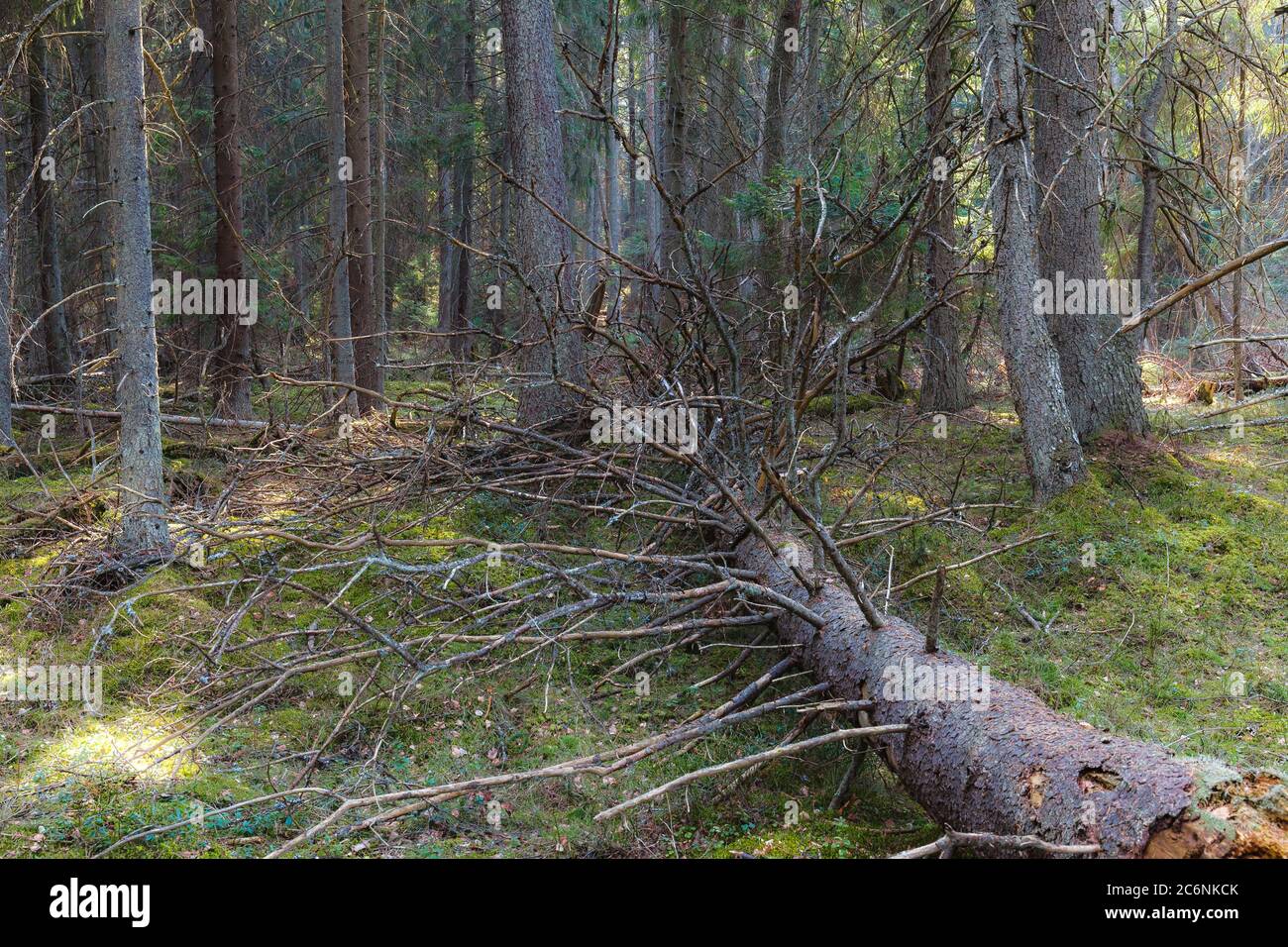 Beautiful view inside pine tree hi-res stock photography and images - Alamy