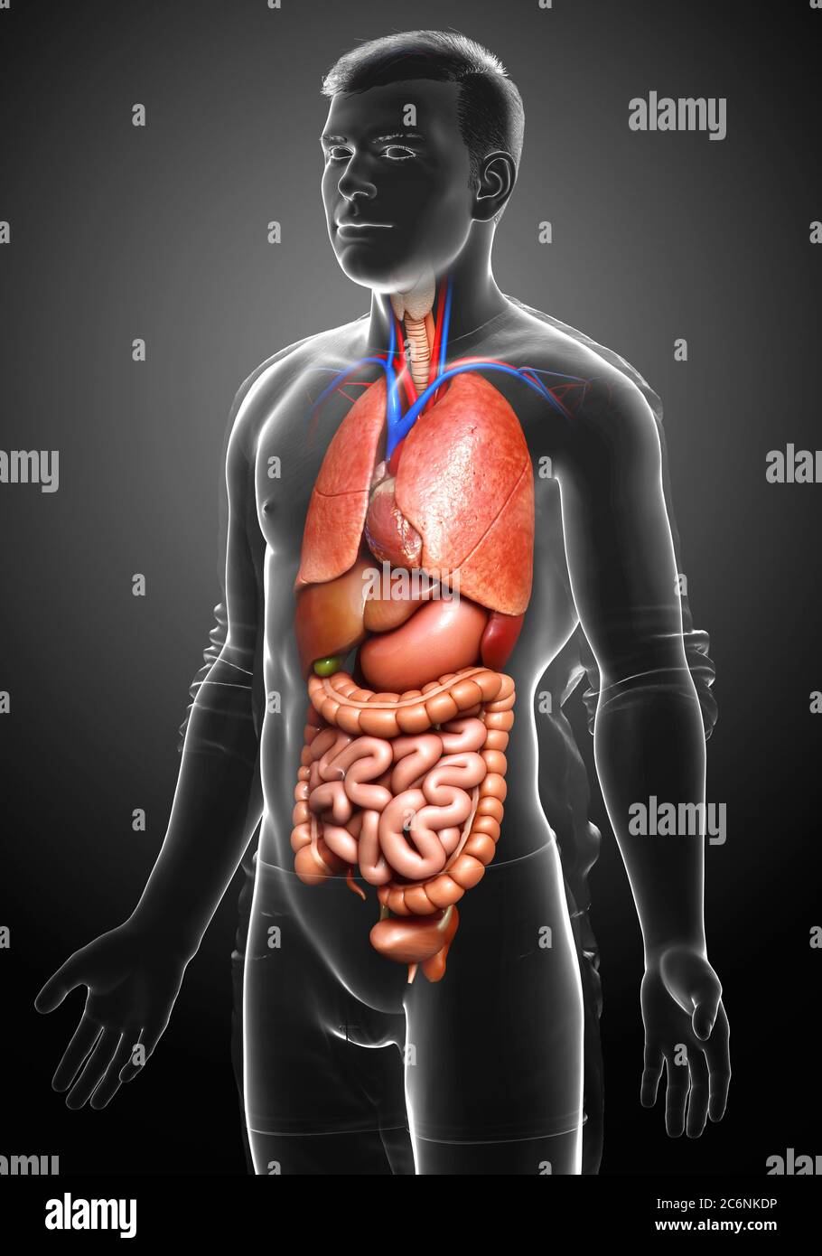 3d rendered medically accurate illustration of male Internal organs ...