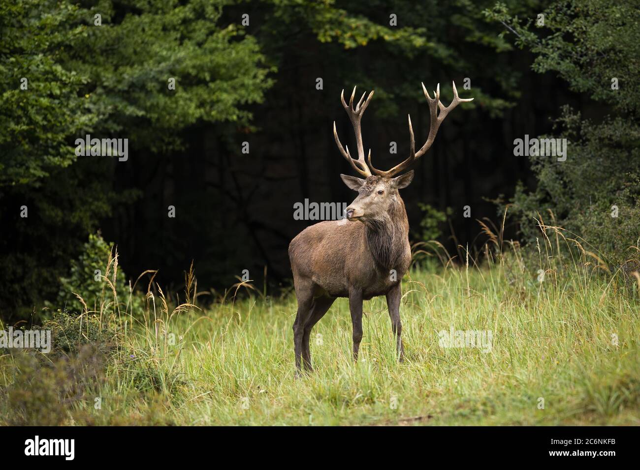 Red deer in natural environment hi-res stock photography and images - Alamy