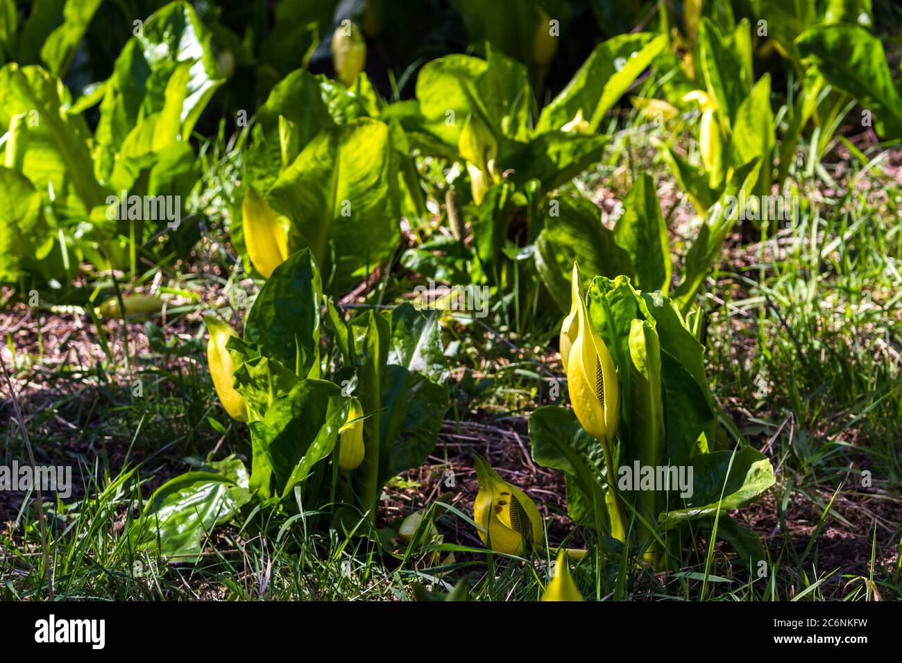 Skunk cabbage growing in the marshy wetlands in the Southern Oregon ...