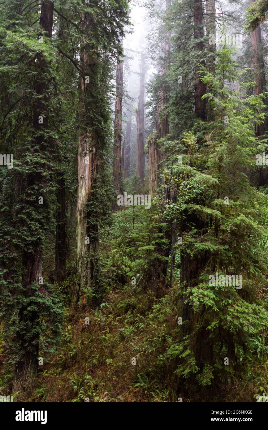 Redwood forest oregon hi-res stock photography and images - Alamy