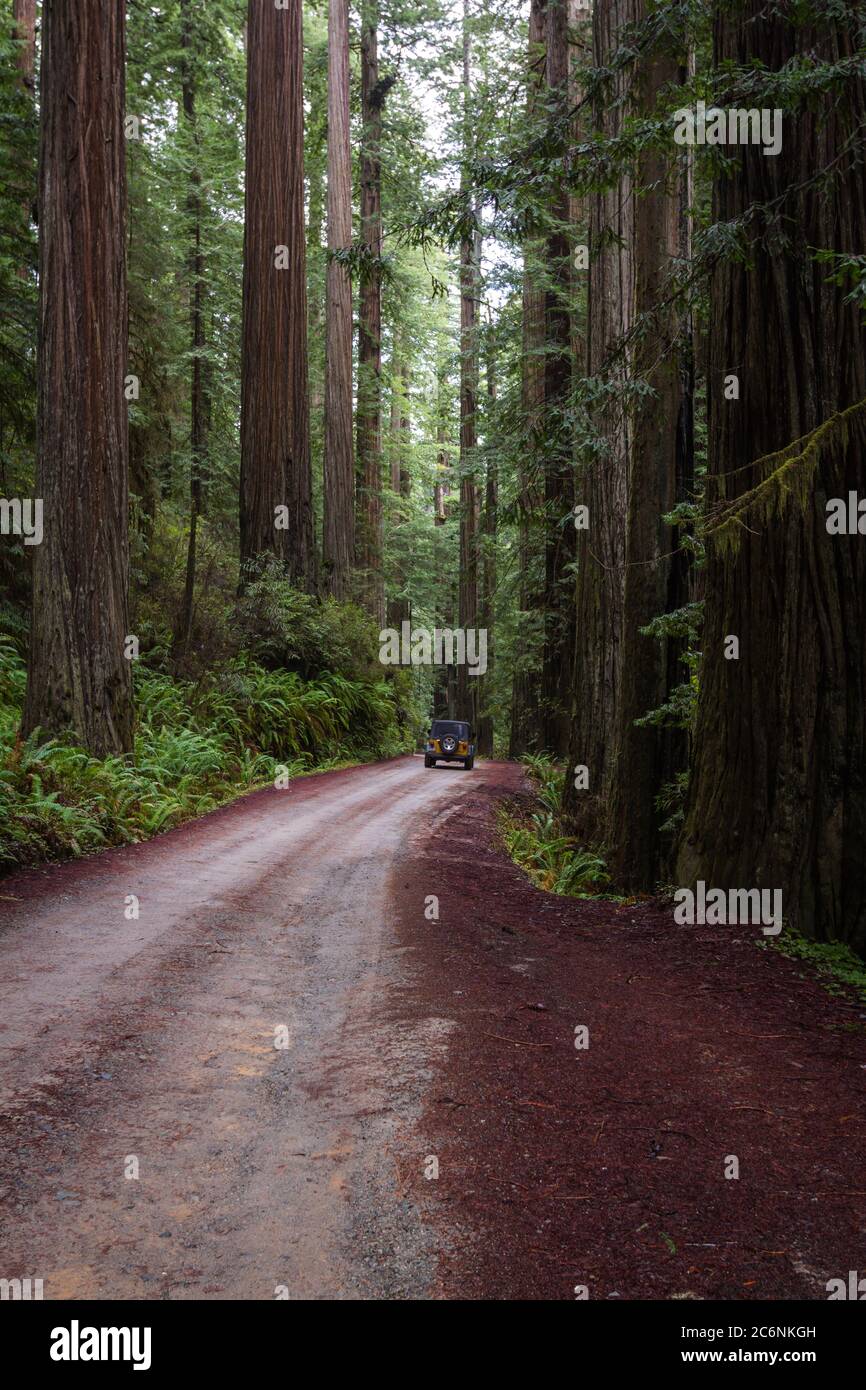 driving thru a giant redwood grove in a secluded forest just a few ...