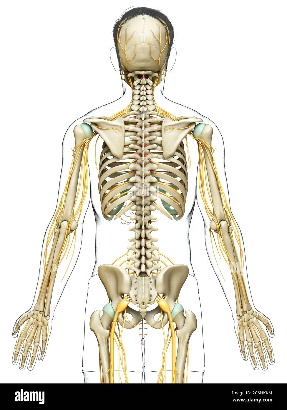 3d rendered medically accurate illustration of the nervous system and ...