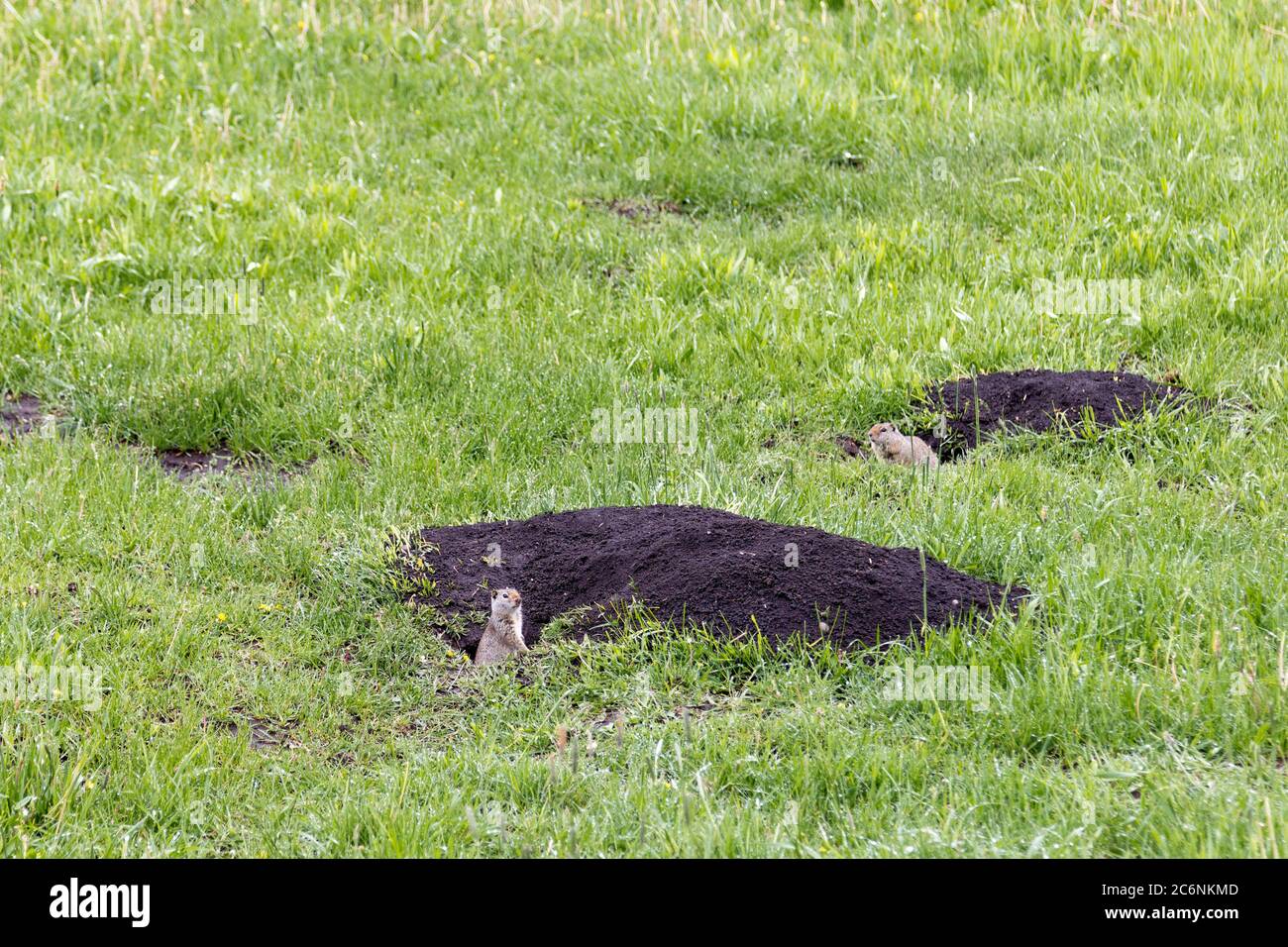 Two uinta ground squirrel (Urocitellus armatus) on alert and peeping ...