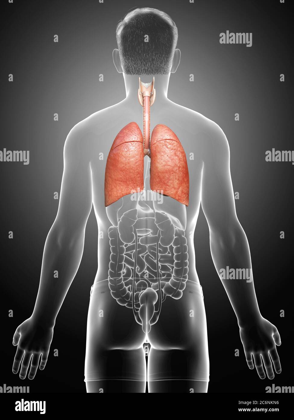 3d rendered, medically accurate illustration of a male lung anatomy ...
