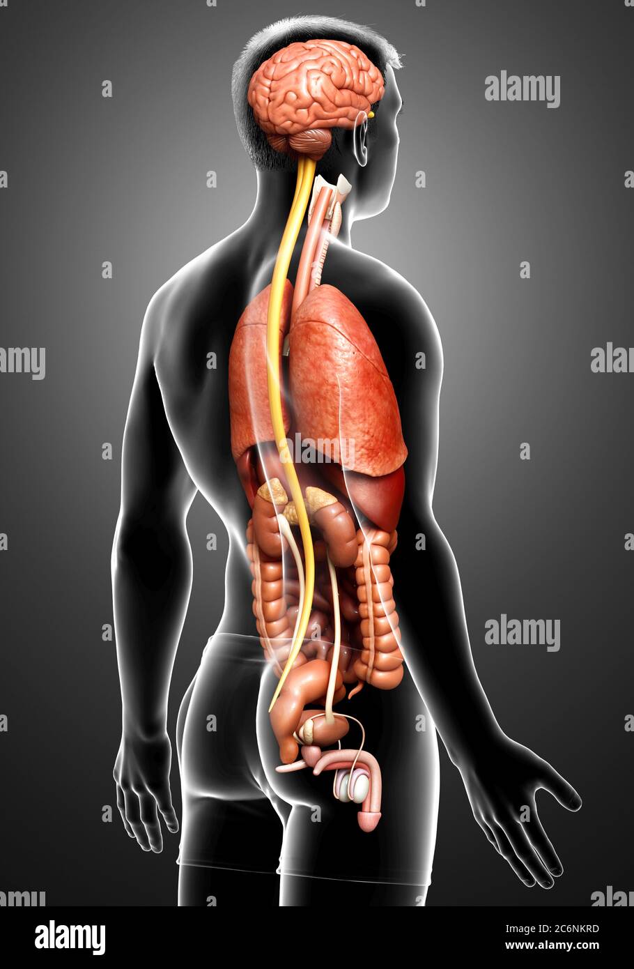 3d rendered medically accurate illustration of Internal organs Stock ...