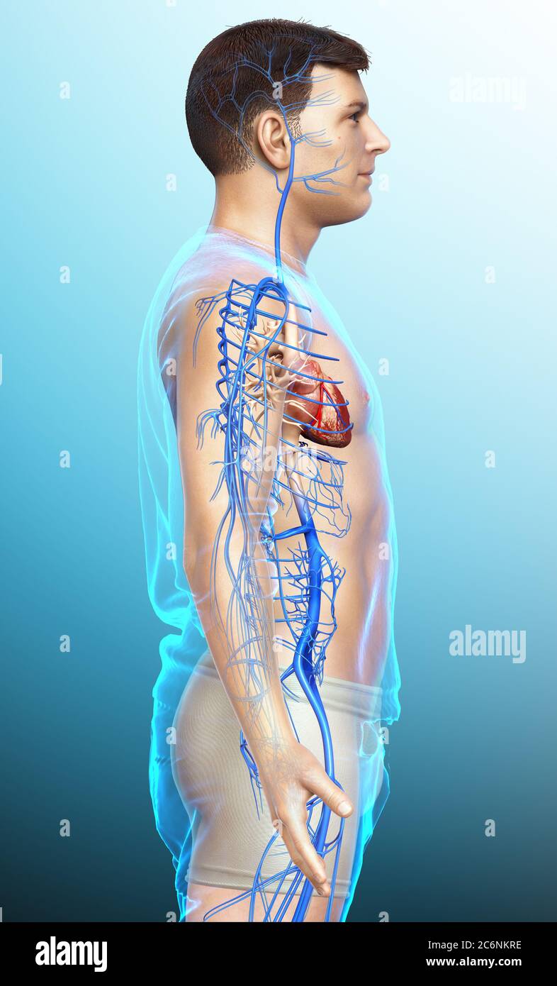 3d rendered medically accurate illustration of a male Veins anatomy ...