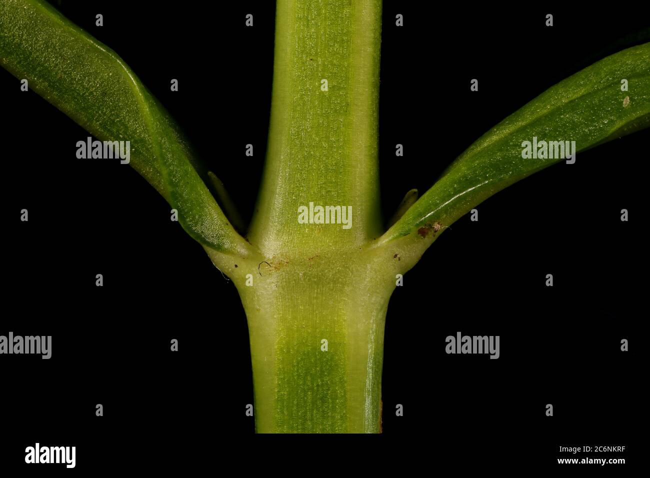 Leaf Bases High Resolution Stock Photography and Images - Alamy