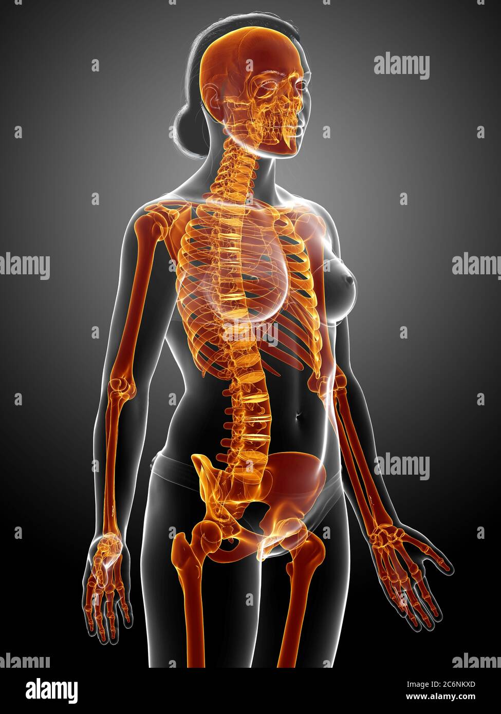 3d rendered, medically accurate illustration of a female skeleton ...