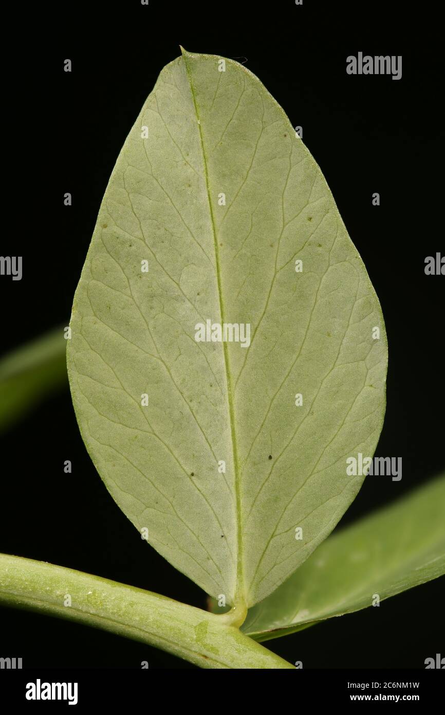 Garden Pea (Pisum sativum). Leaflet Closeup Stock Photo - Alamy