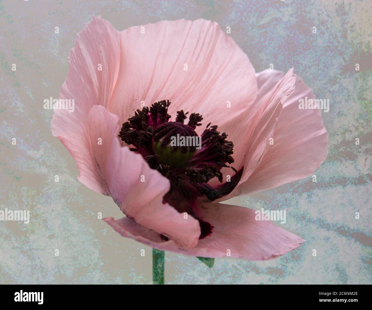 A single pink poppy showing it's dark centre, which is almost black ...