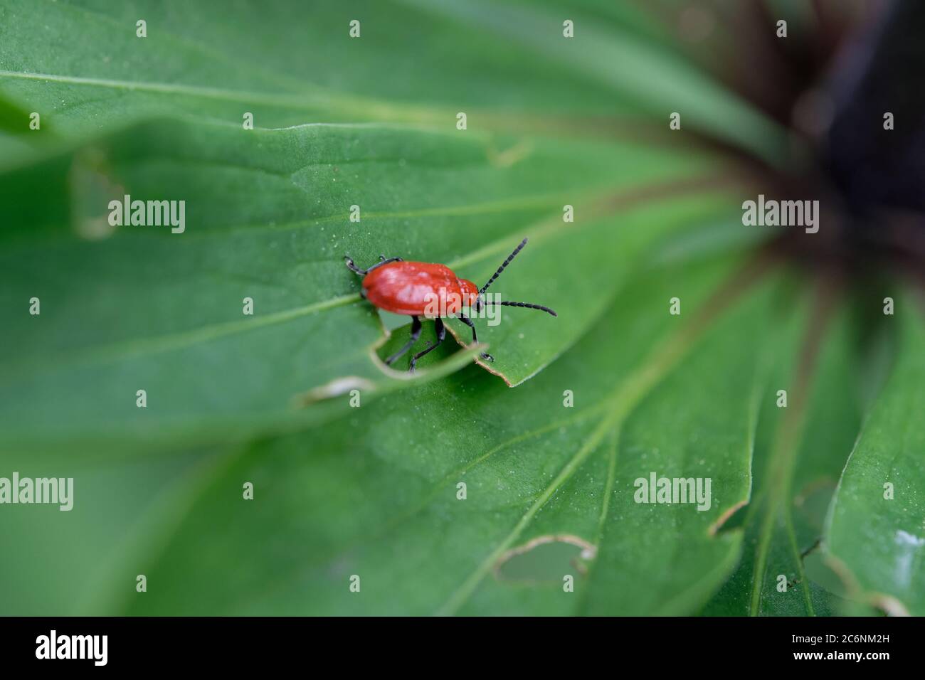 Small red beetle on a leaf at close Stock Photo - Alamy