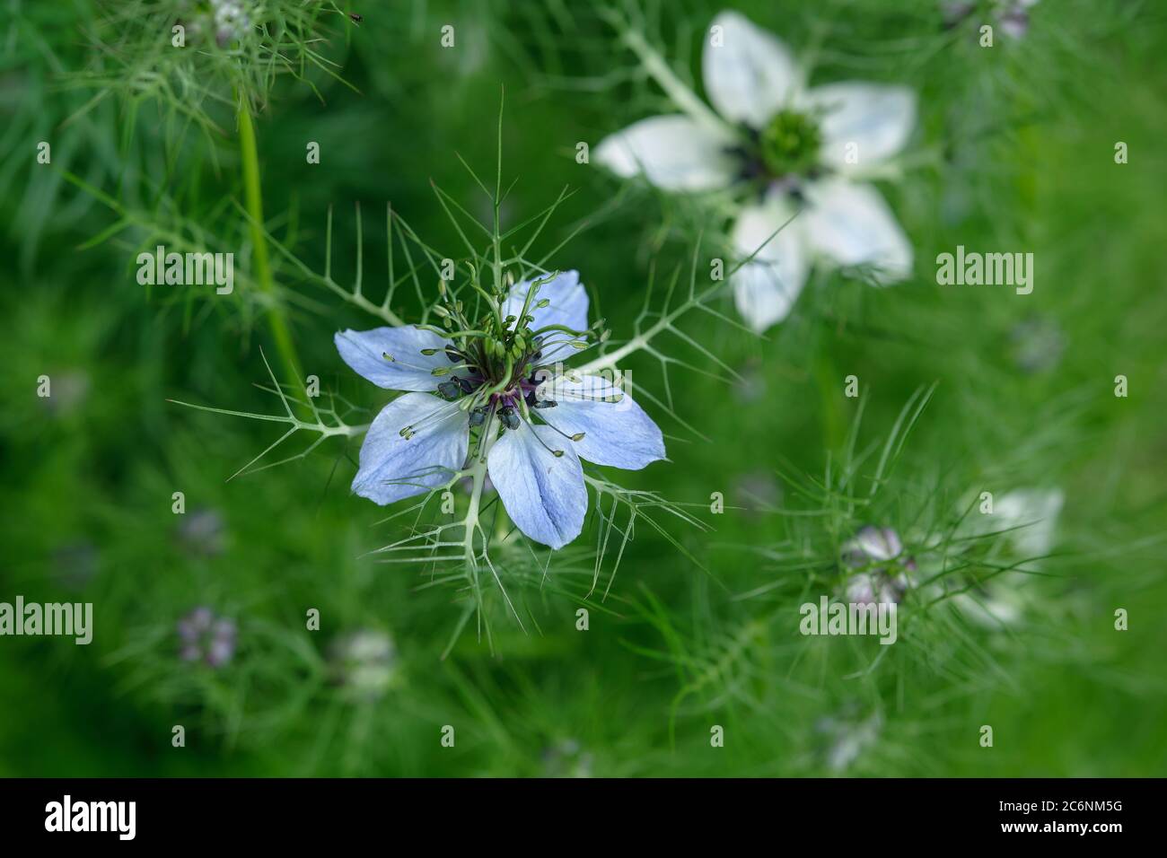 Blue spiky flowers hi-res stock photography and images - Alamy