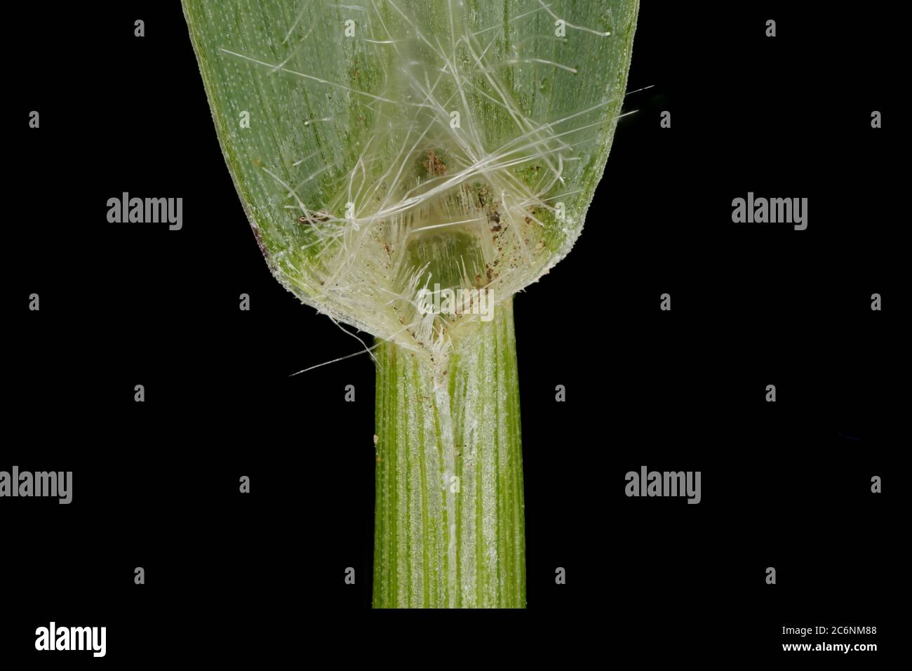 Leaf and ligule hi-res stock photography and images - Alamy