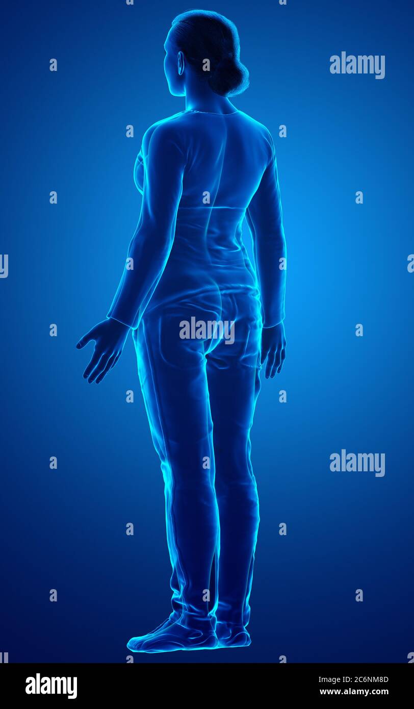 3d rendered illustration of the female body Stock Photo - Alamy