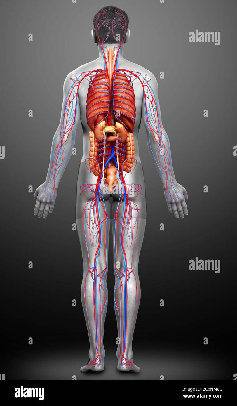 3d Rendered Medically Accurate Illustration Of Male Internal Organs And