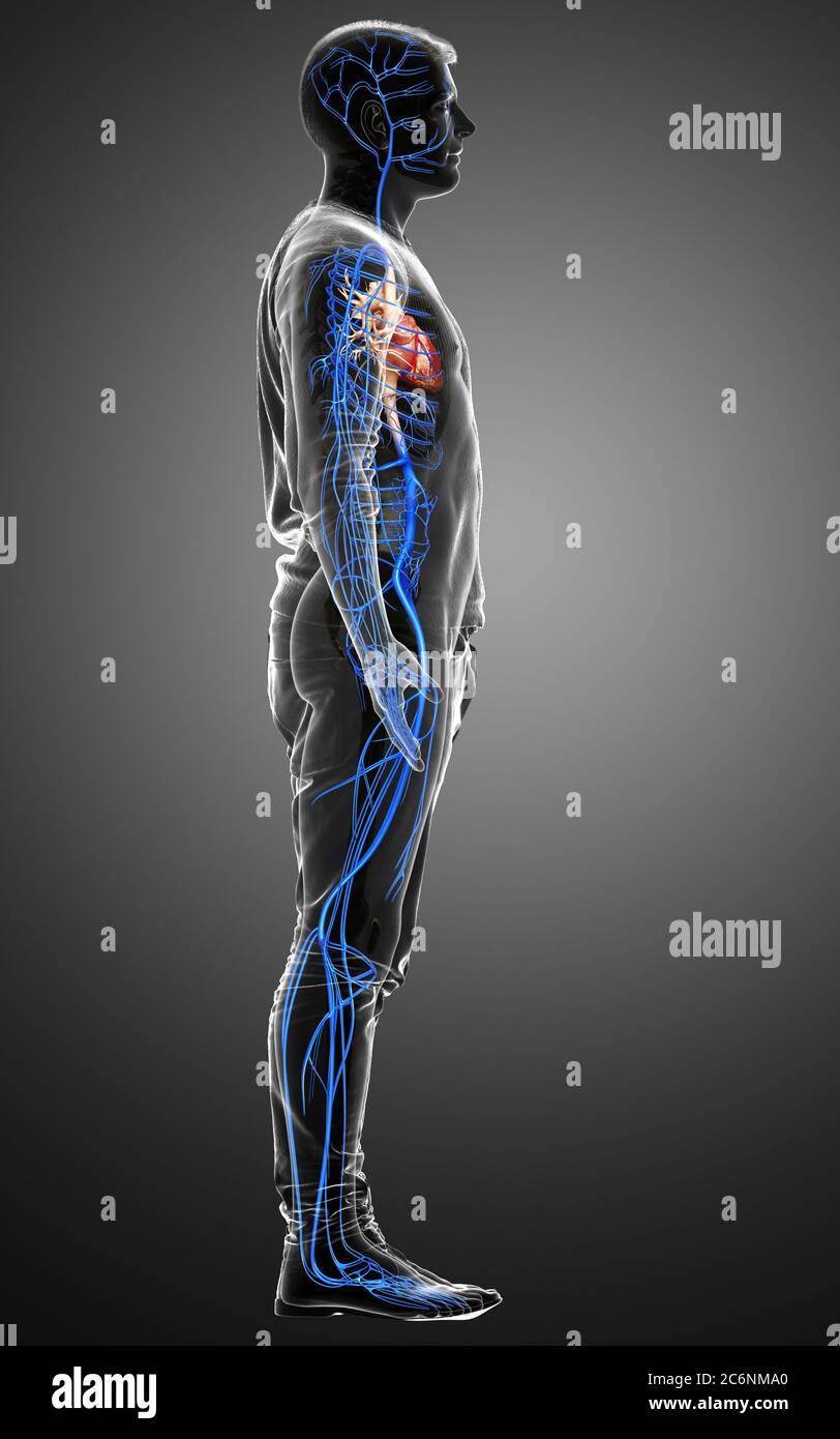 3d rendered medically accurate illustration of a male Veins anatomy ...