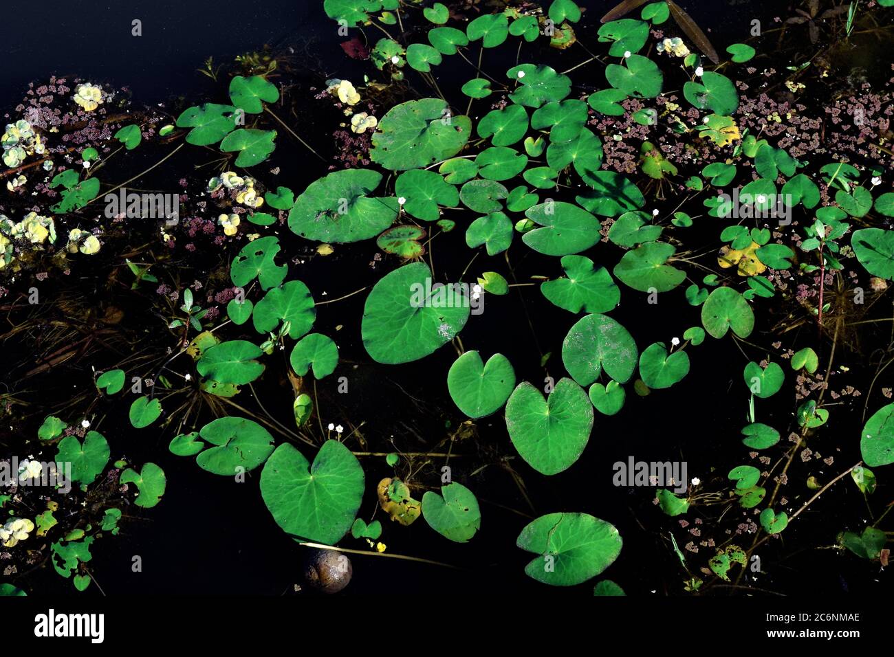 Aquatic plants asia hi-res stock photography and images - Alamy