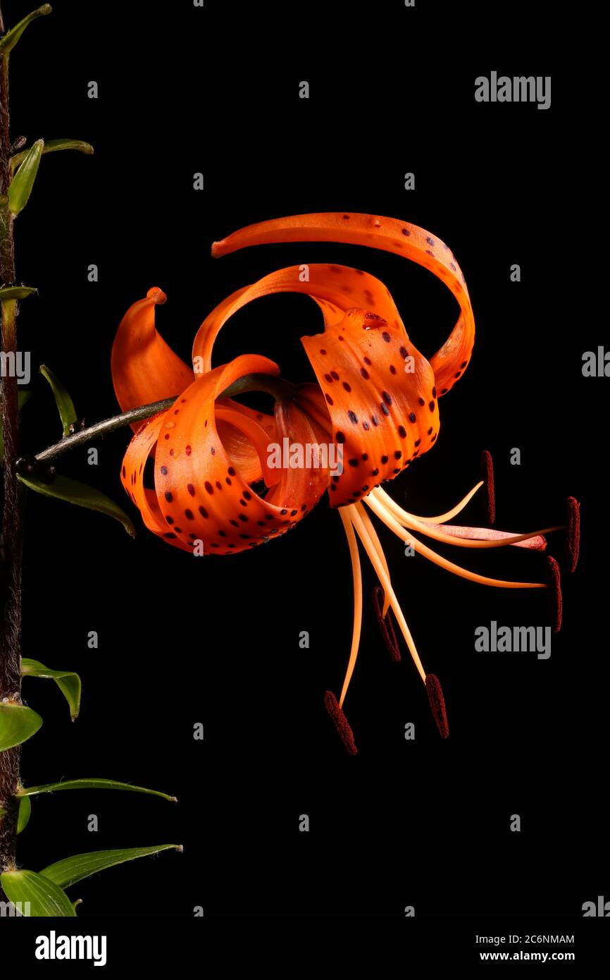 Lilium tigrinum lily liliaceae hi-res stock photography and images - Alamy