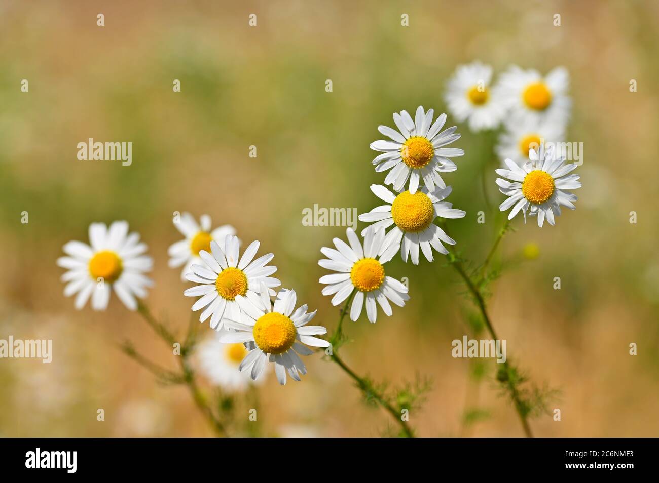 Top view common daisies hi-res stock photography and images - Alamy